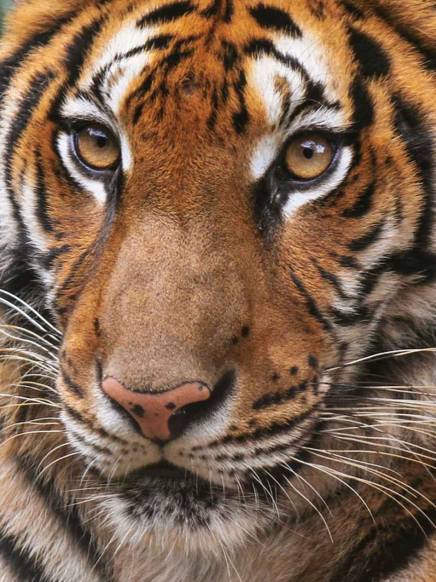 The Tyger – Poetry 365